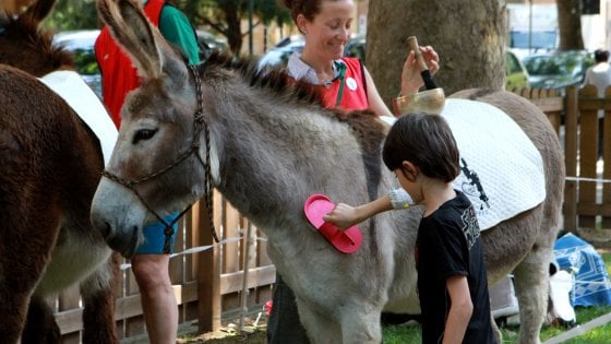 Parma, asini in Pediatria: "Un sogno che si avvera" - Emilia-Romagna Mamma