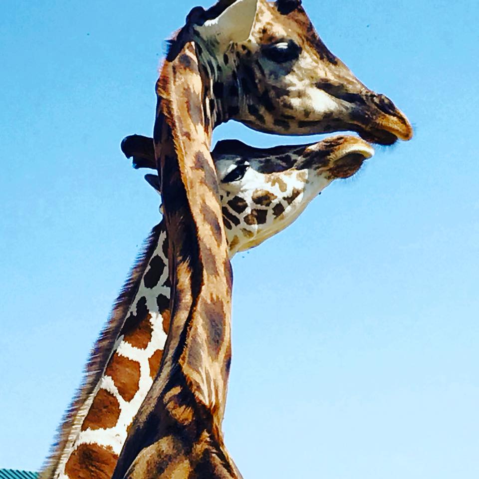 Parco faunistico e zoologico Safari: un'occasione per scoprire la ...