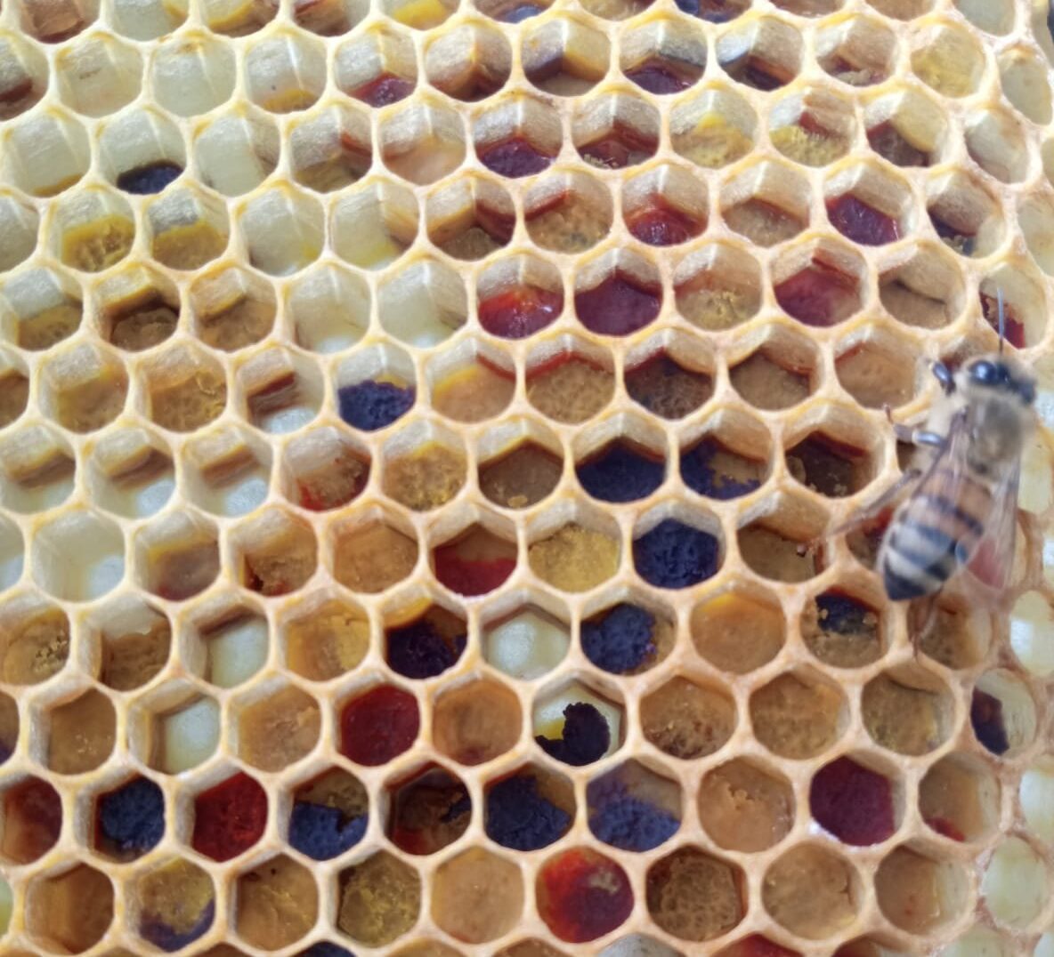Alla scoperta del mondo delle api e del miele: un agrilaboratorio per i ...